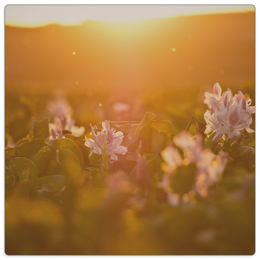 Futility, Meaning, and Life under the Sun: Ecclesiastes for Everyday Life